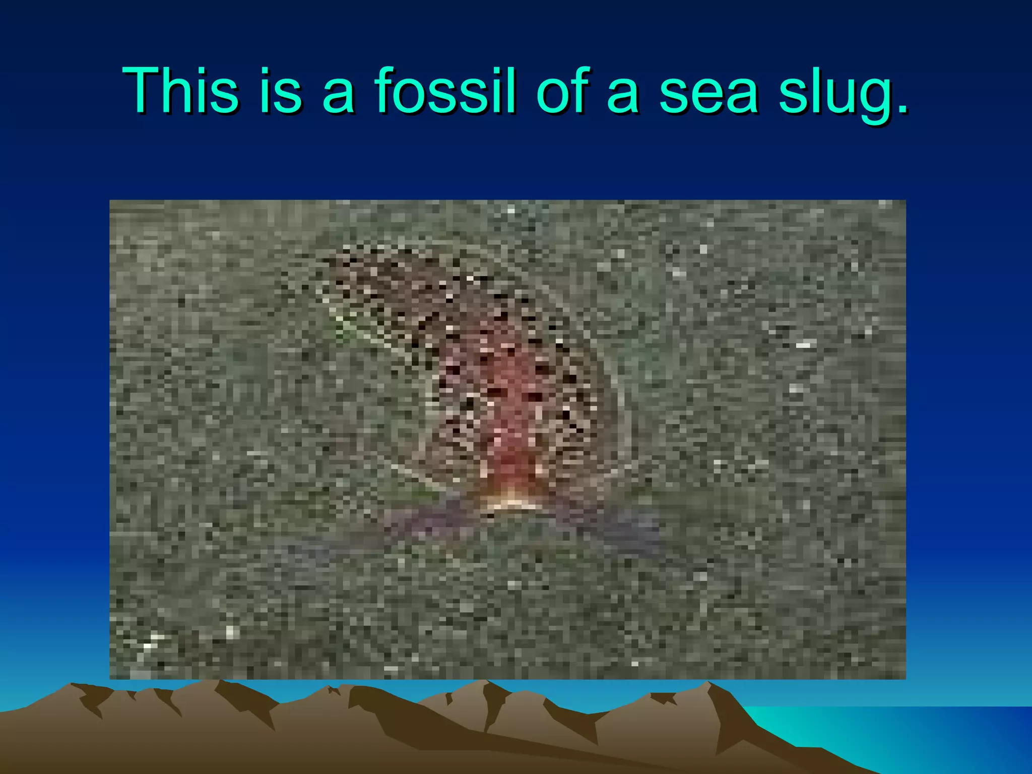 Seaslugs by india and jenny | PPT