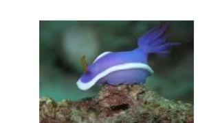 Sea Slug Slide Show (1).pdf