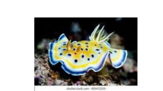 Sea Slug Slide Show (1).pdf