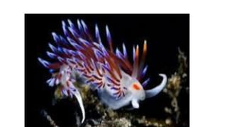Sea Slug Slide Show (1).pdf
