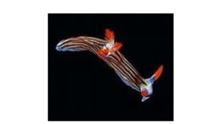 Sea Slug Slide Show (1).pdf