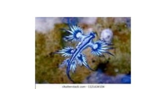 Sea Slug Slide Show (1).pdf