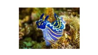 Sea Slug Slide Show (1).pdf
