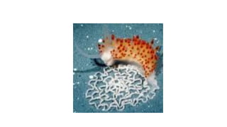 Sea Slug Slide Show (1).pdf