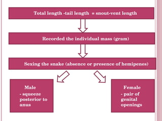 Sea Snake (Lapemis hardwickii) | PPT