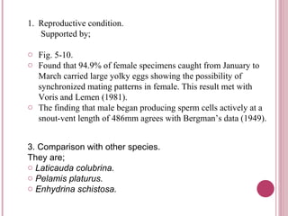 Sea Snake (Lapemis hardwickii) | PPT