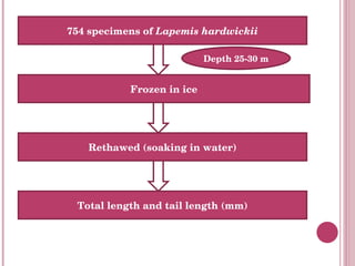Sea Snake (Lapemis hardwickii) | PPT