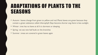 SEASONAL CHANGES - adaptation of plants and animals.pptx