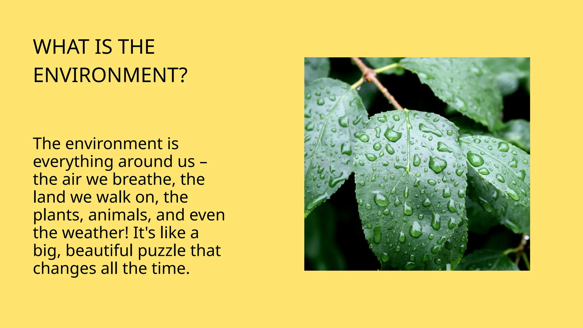 Seasonal Changes Science Presentation Colourful Photographs.pptx