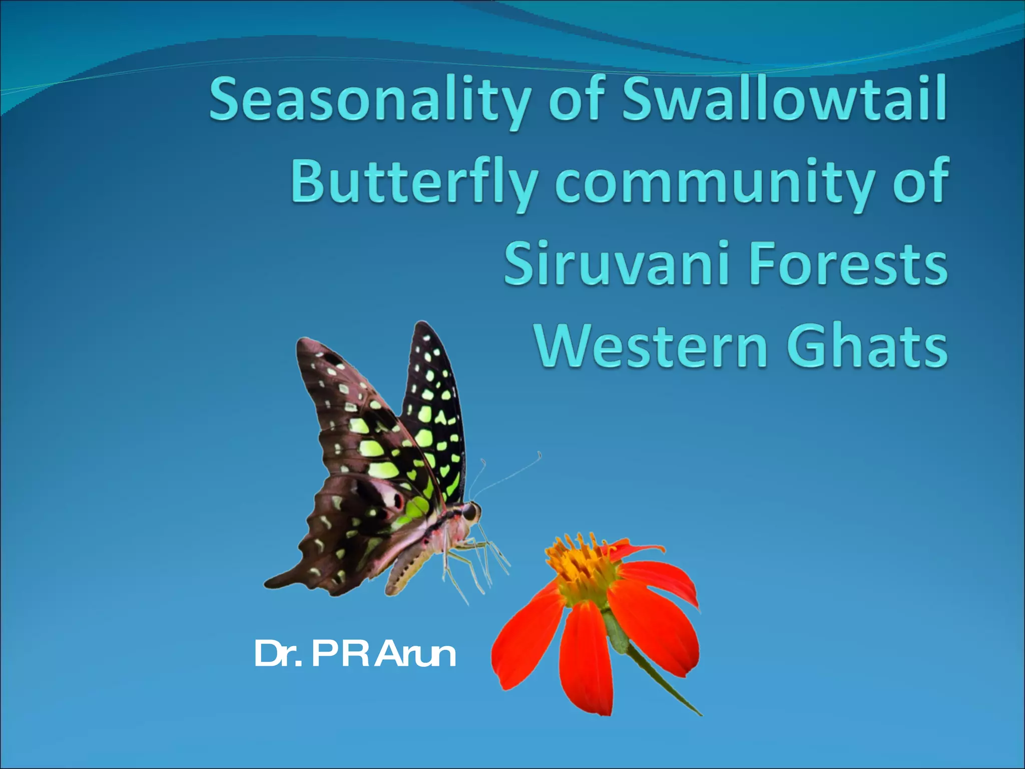 Seasonality of Swallowtails-ppt97.ppt