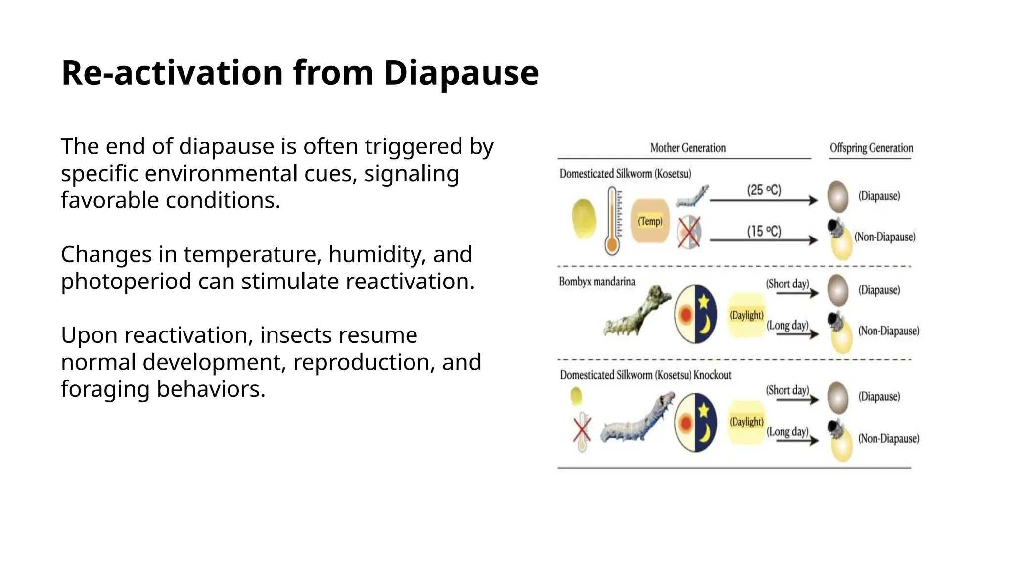 Seasonality In Insects And Mechanism Of Diapause.pptx