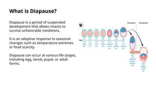 Seasonality In Insects And Mechanism Of Diapause.pptx