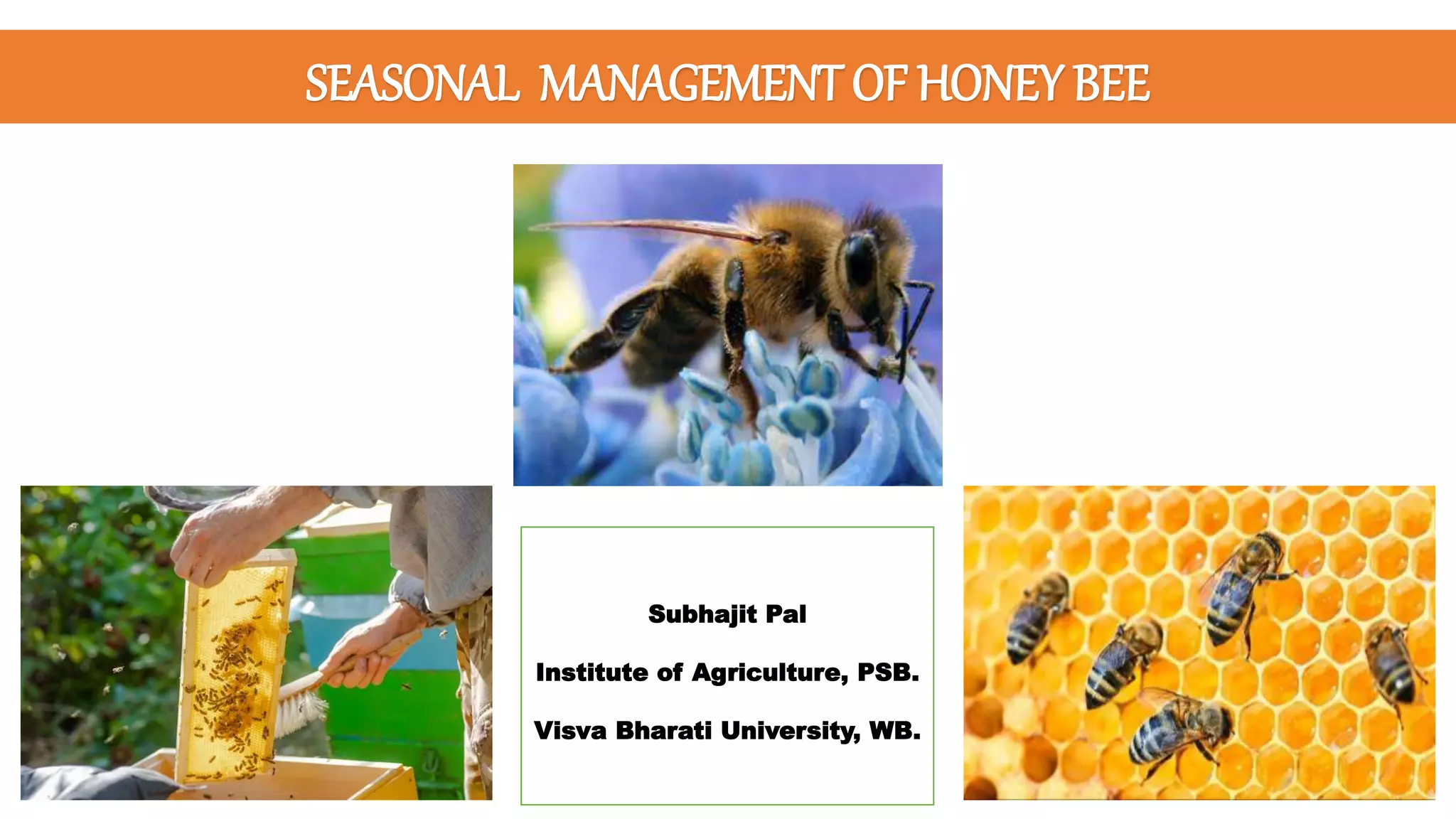Seasonal Management of Bee.pptx