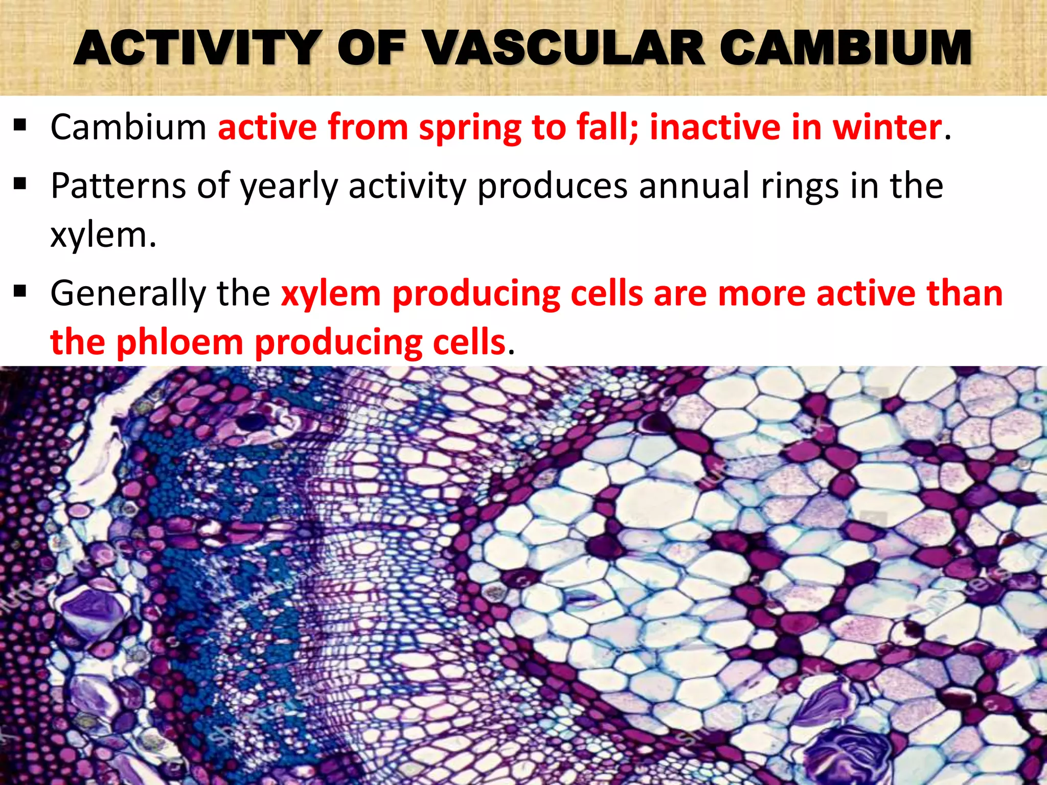 Seasonal variation in cambial activity | PPTX