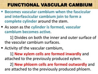 Seasonal variation in cambial activity | PPTX