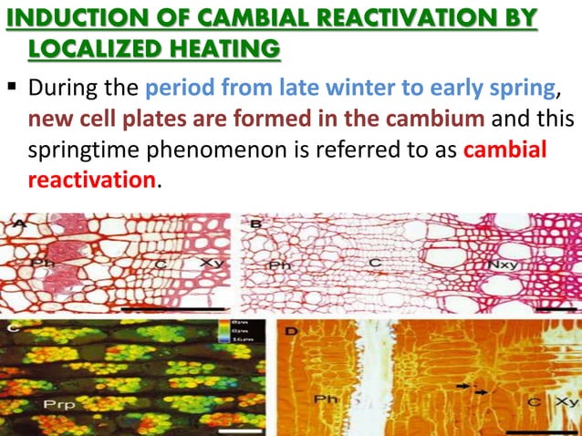 Seasonal variation in cambial activity | PPTX
