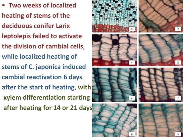 Seasonal variation in cambial activity | PPT
