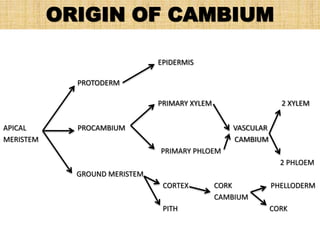 Seasonal variation in cambial activity | PPTX