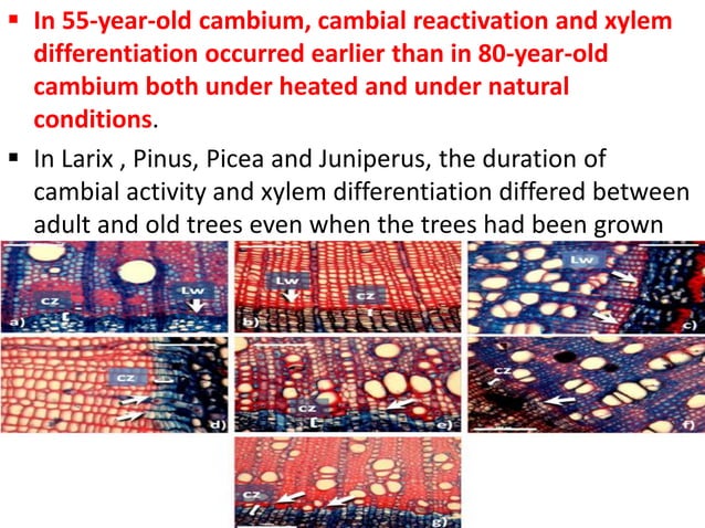 Seasonal variation in cambial activity | PPT