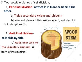Seasonal variation in cambial activity | PPTX