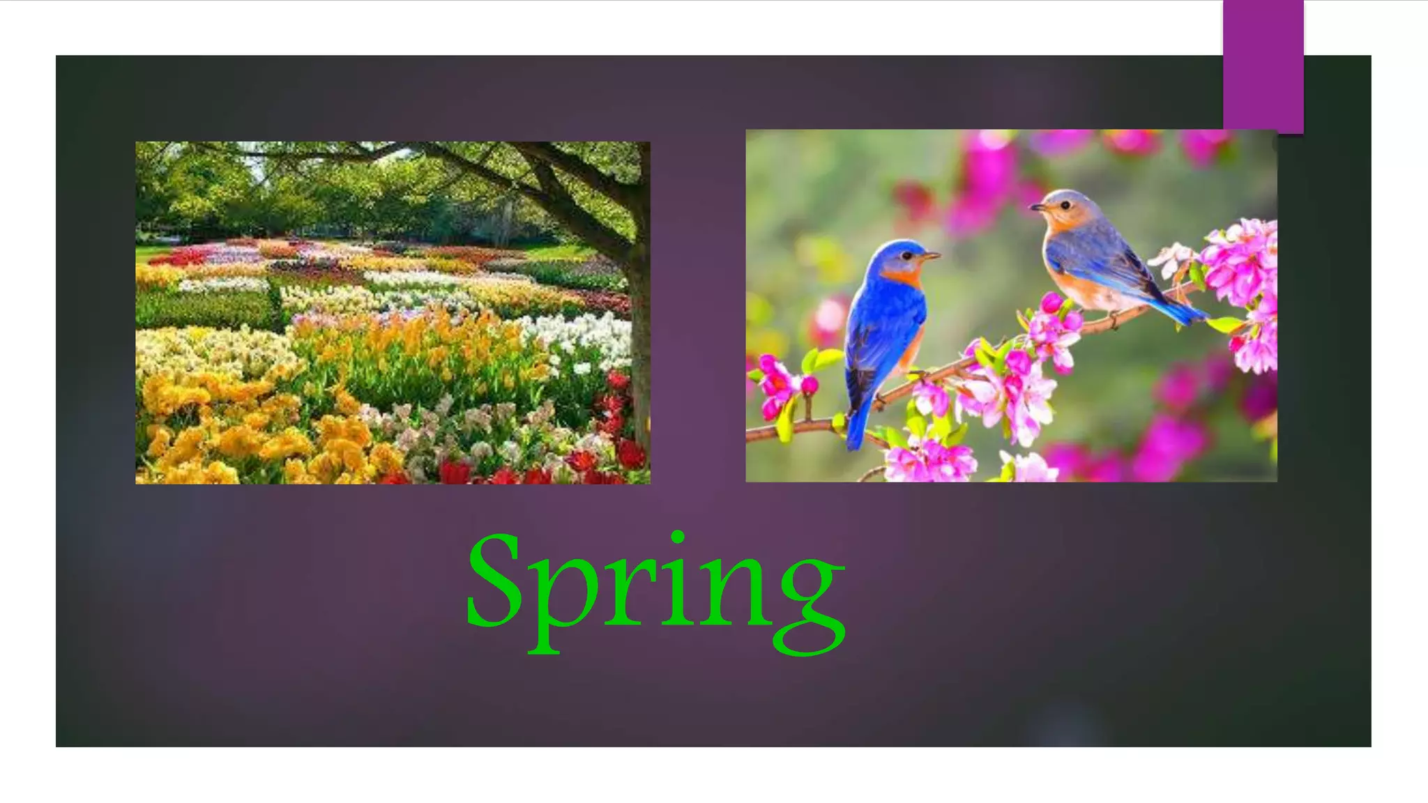 Seasons for grade 1 | PPTX