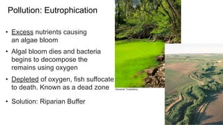 Sea Squirts and Pollution | PDF