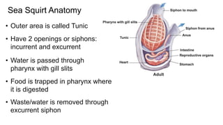 Sea Squirts and Pollution | PDF