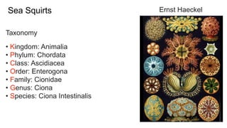 Sea Squirts and Pollution | PDF