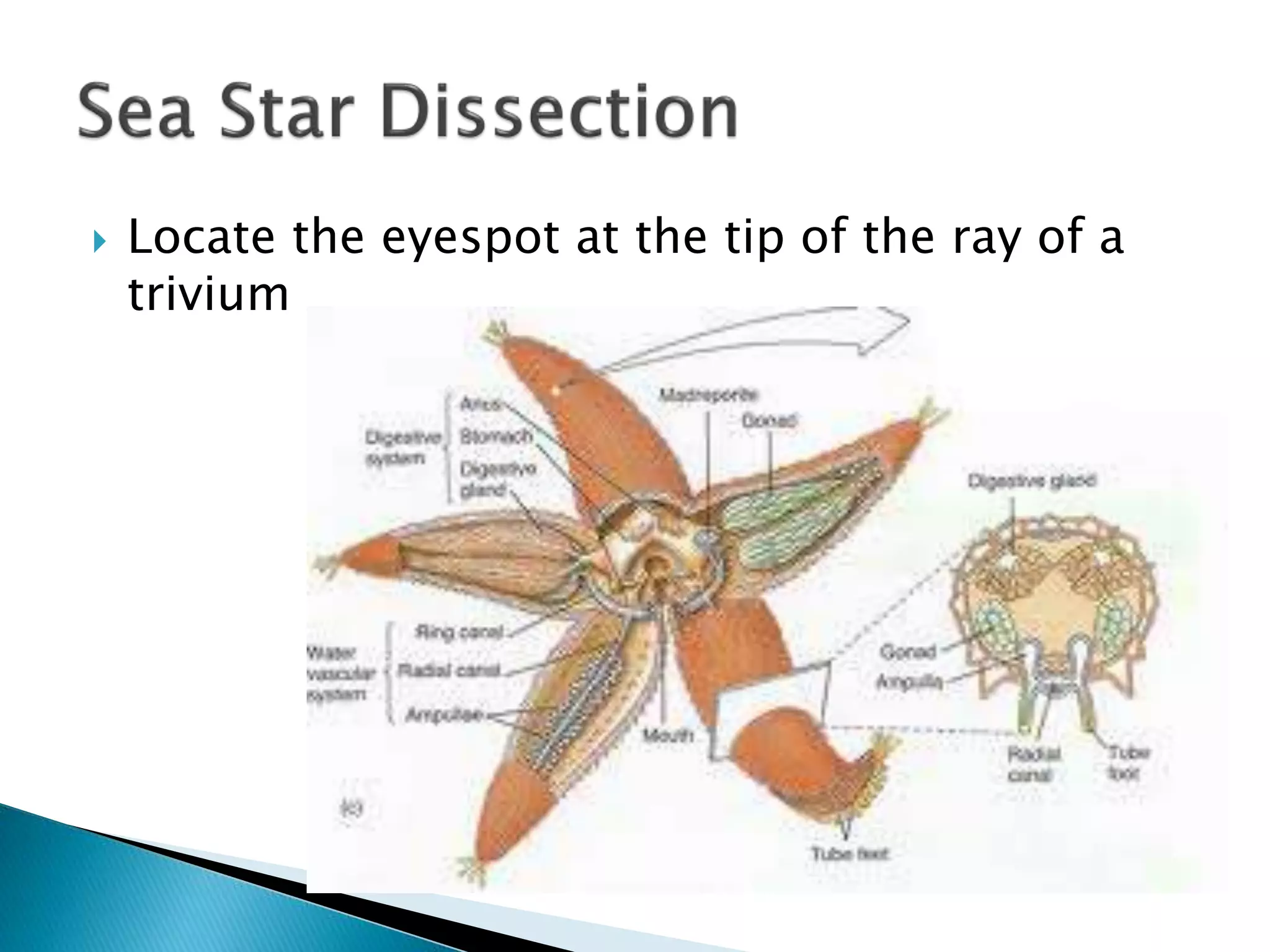 Starfish Diagram Bivium