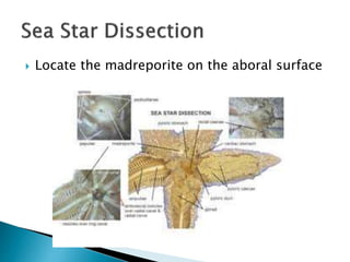 Sea star dissection | PPTX