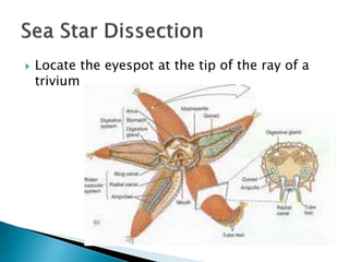 Sea Star Dissection Diagram