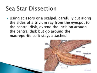 Sea star dissection | PPTX