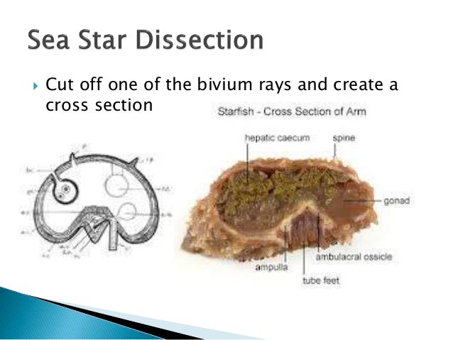 Sea star dissection