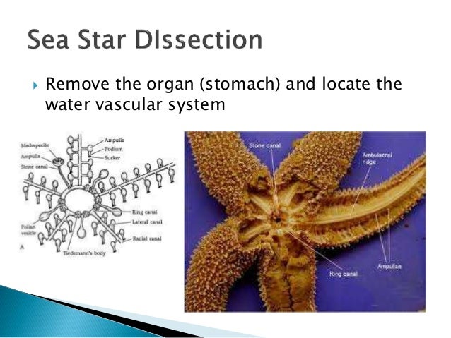 Sea star dissection