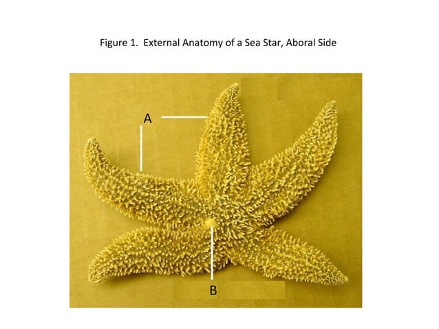 Sea star dissection powerpoint | PPT | Free Download