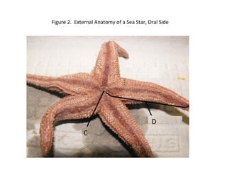 Starfish External Anatomy