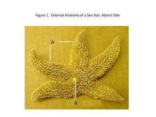 Sea star dissection powerpoint | PPT