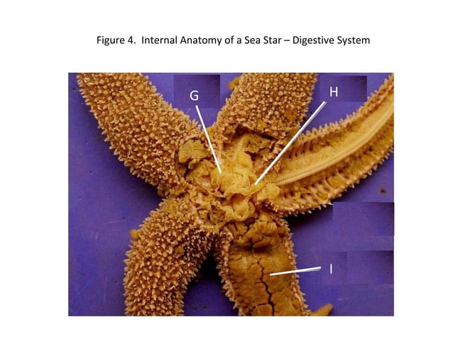 Sea star dissection powerpoint | PPT