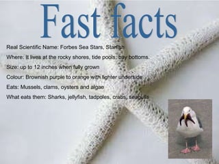 Sea stars ppt | PPT