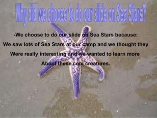 Sea stars ppt | PPT