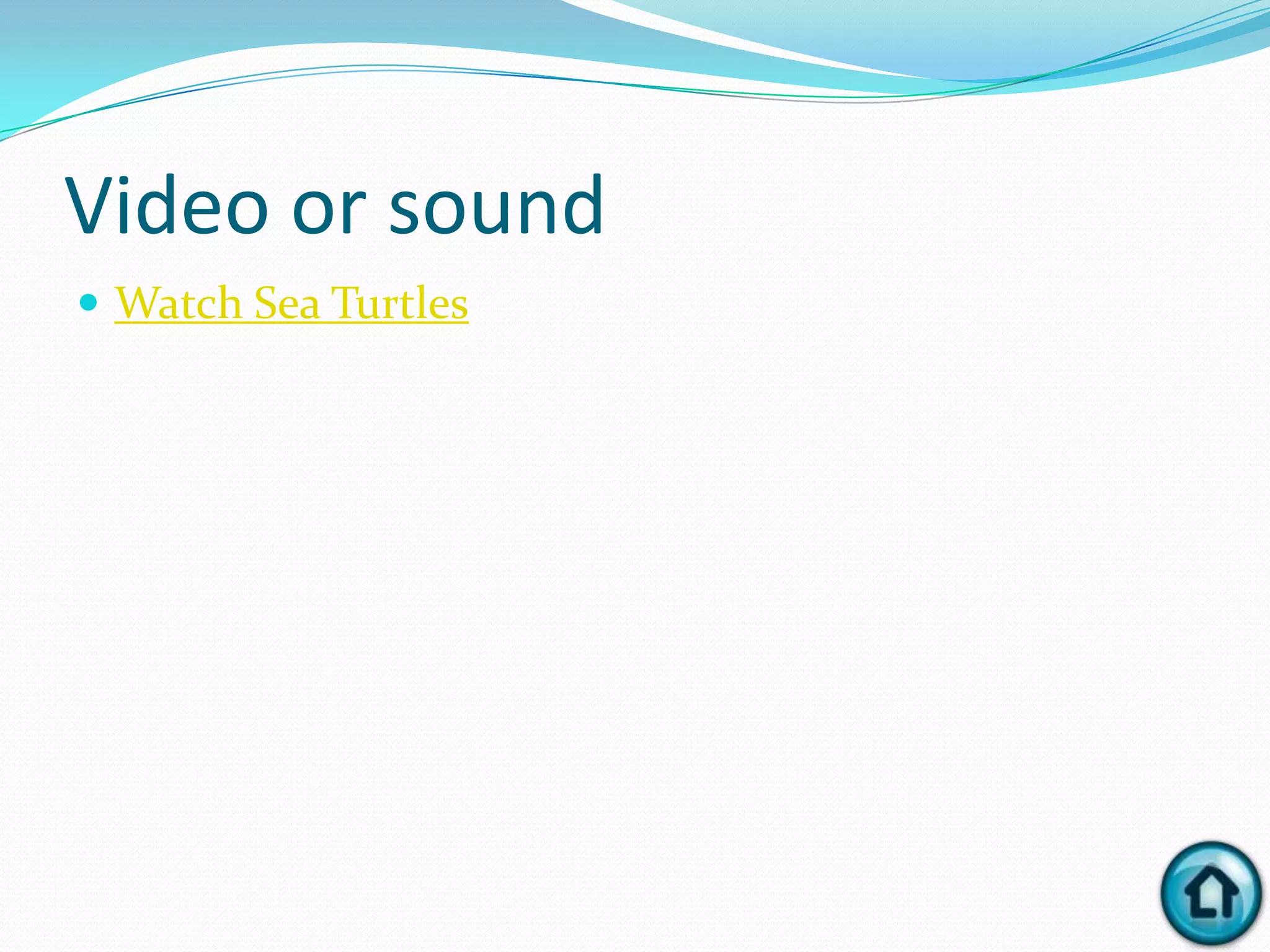 Riley Stanton SeaTurtles PP | PPT