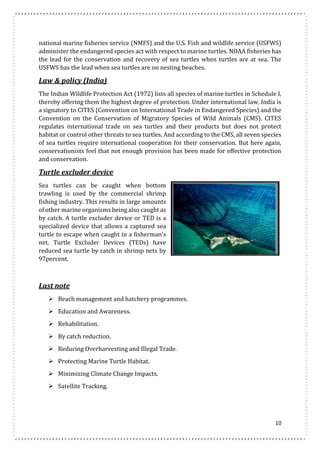 Sea turtle | PDF