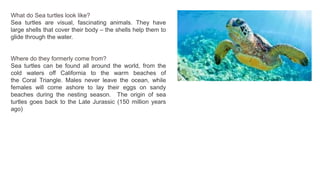 Sea turtle | PPTX