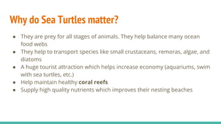 Sea Turtles and the Coral Reef | PPTX