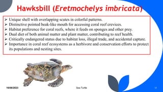 Sea Turtle Understanding the Biology, Habitat, Reproductive Biology and ...