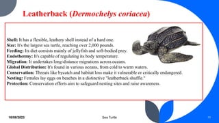 Sea Turtle Understanding the Biology, Habitat, Reproductive Biology and ...