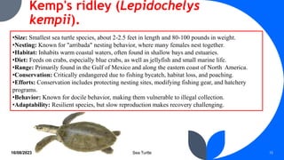 Sea Turtle Understanding the Biology, Habitat, Reproductive Biology and ...