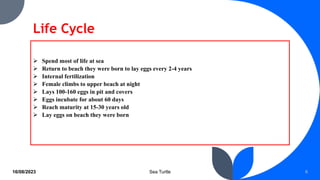 Sea Turtle Understanding the Biology, Habitat, Reproductive Biology and ...
