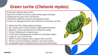 Sea Turtle Understanding the Biology, Habitat, Reproductive Biology and ...