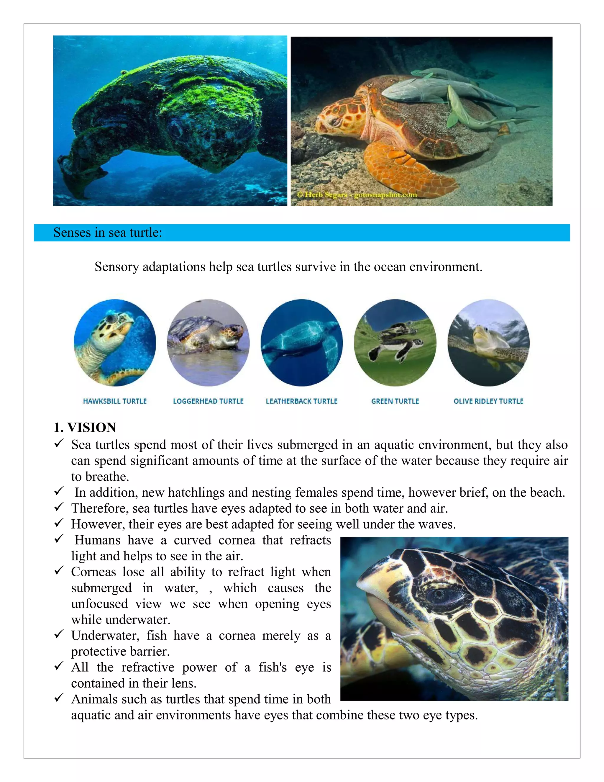 Threat of sea turtle Rajeev raghavan Kufos kerala | PDF